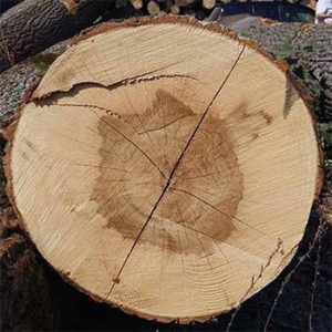 Croatian wood and wood products! - Cornus Ltd.